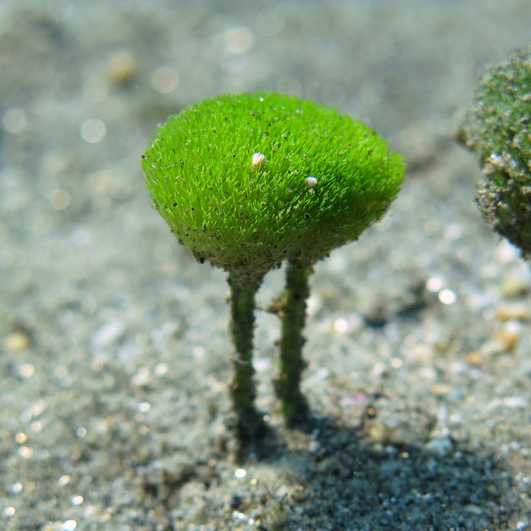 Technologies – Tursian